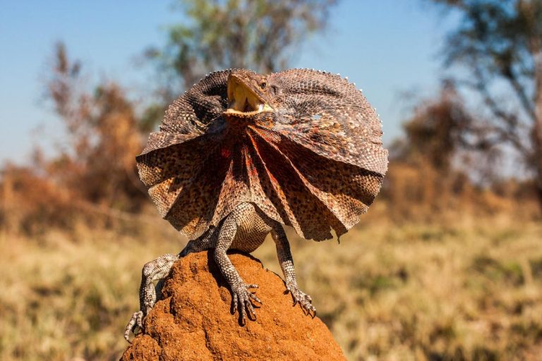 Chlamydosaurus kingii ( Clamidosauro ) Scheda allevamento, suggerimenti ...