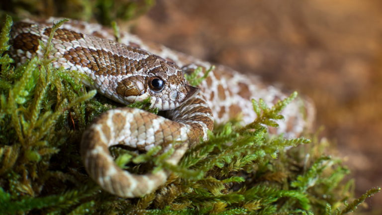 Scheda allevamento Heterodon nasicus: Guida per neofiti - Italia Esotika
